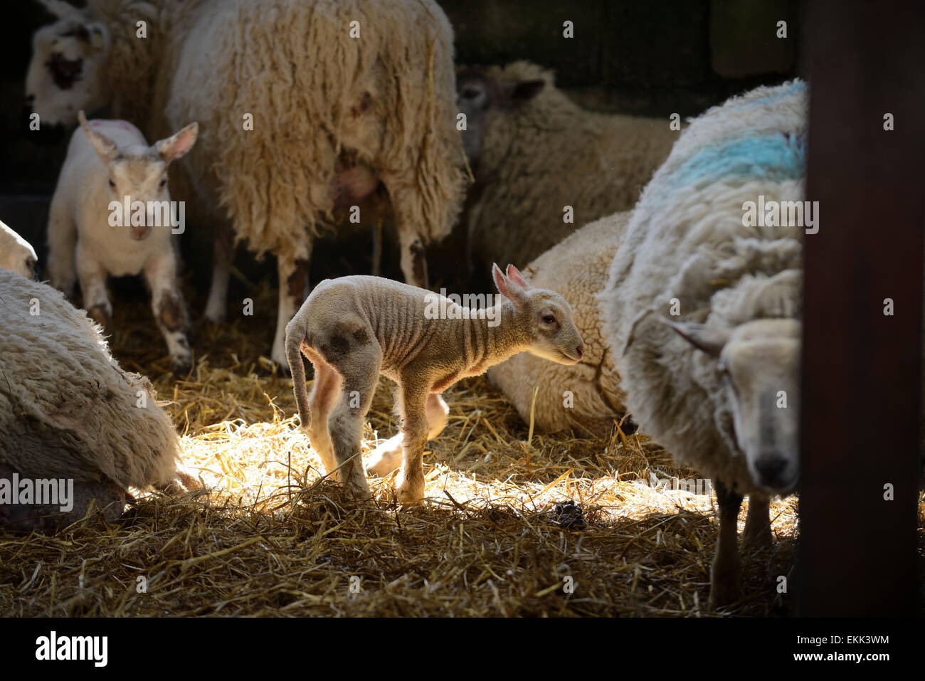 A newborn spring lamb takes its first steps after being born in a ...