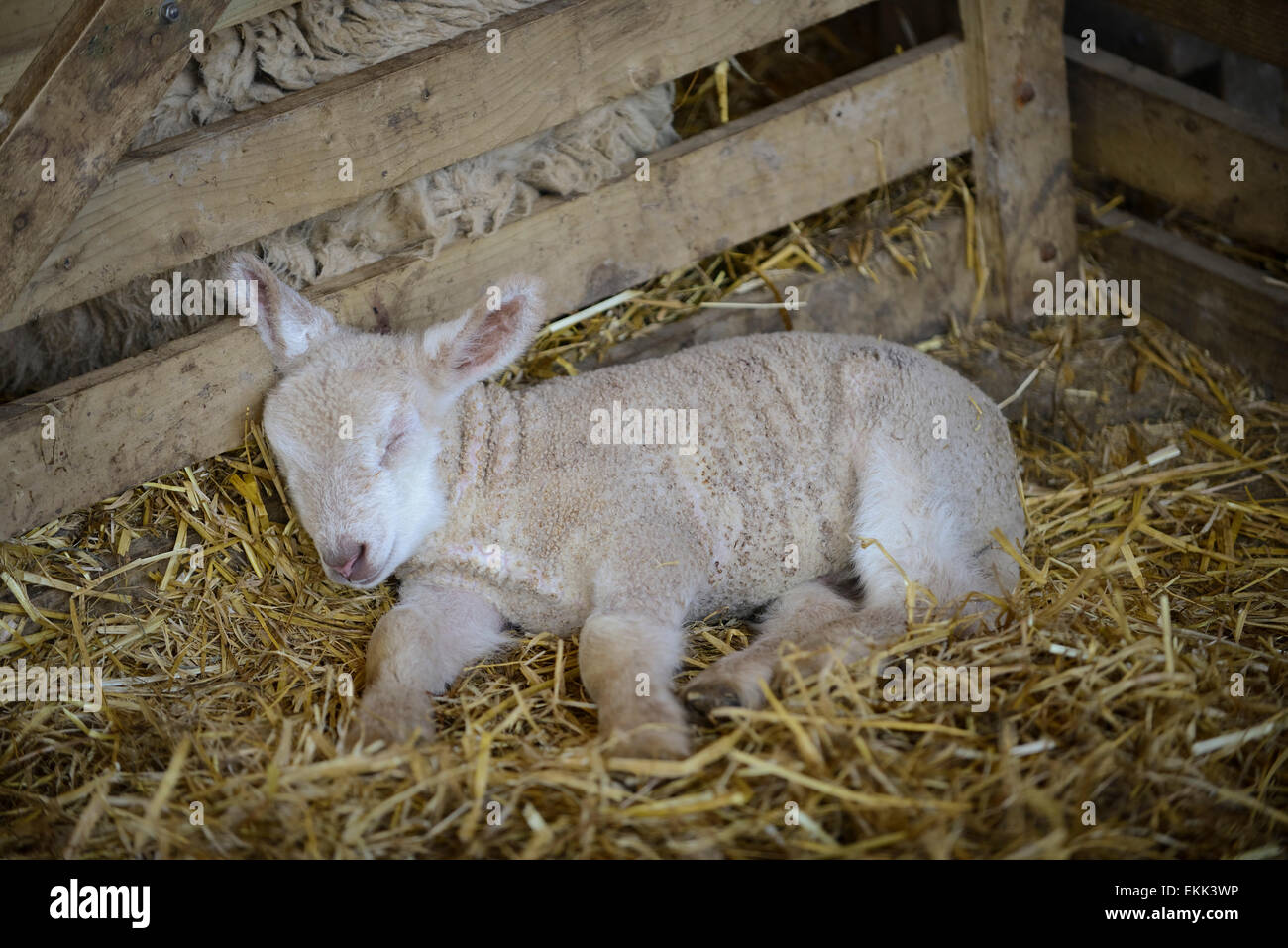 A newborn spring lamb rests it's head on a wooden fence while sleeping ...