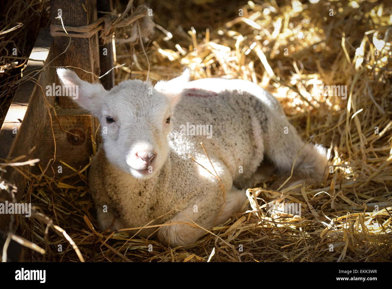 A newborn spring lamb resting on a bed of straw inside a barn Stock ...