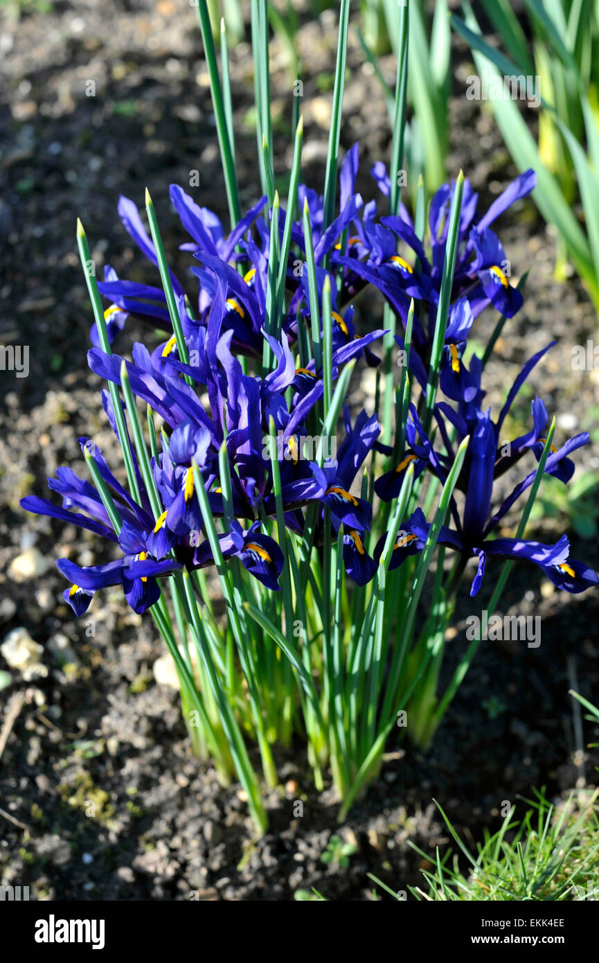 Dwarf iris flowers in a garden border Stock Photo - Alamy