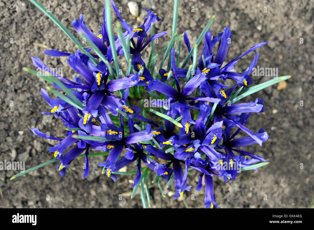 Dwarf iris border hi-res stock photography and images - Alamy