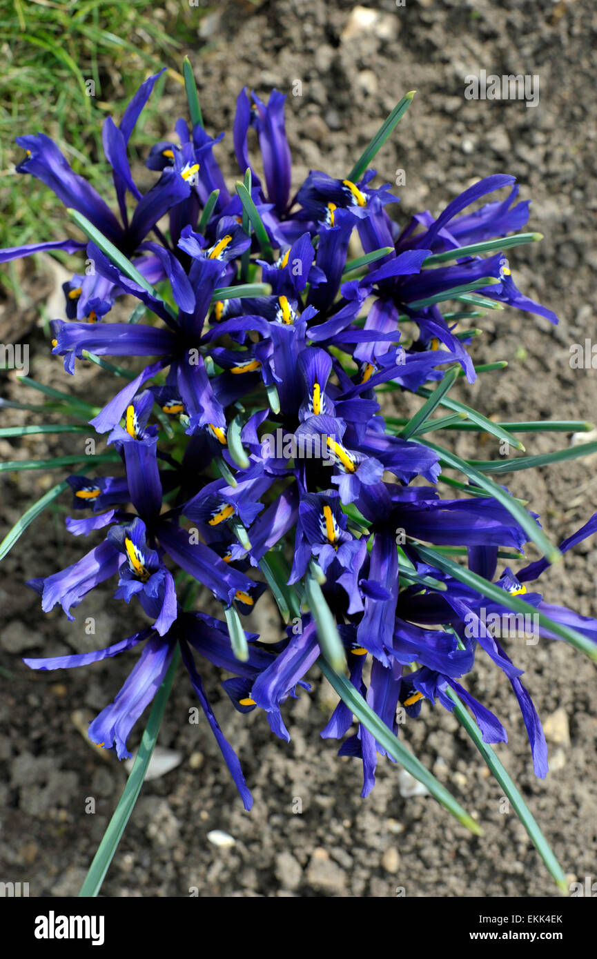 Dwarf iris flowers in a garden border Stock Photo - Alamy