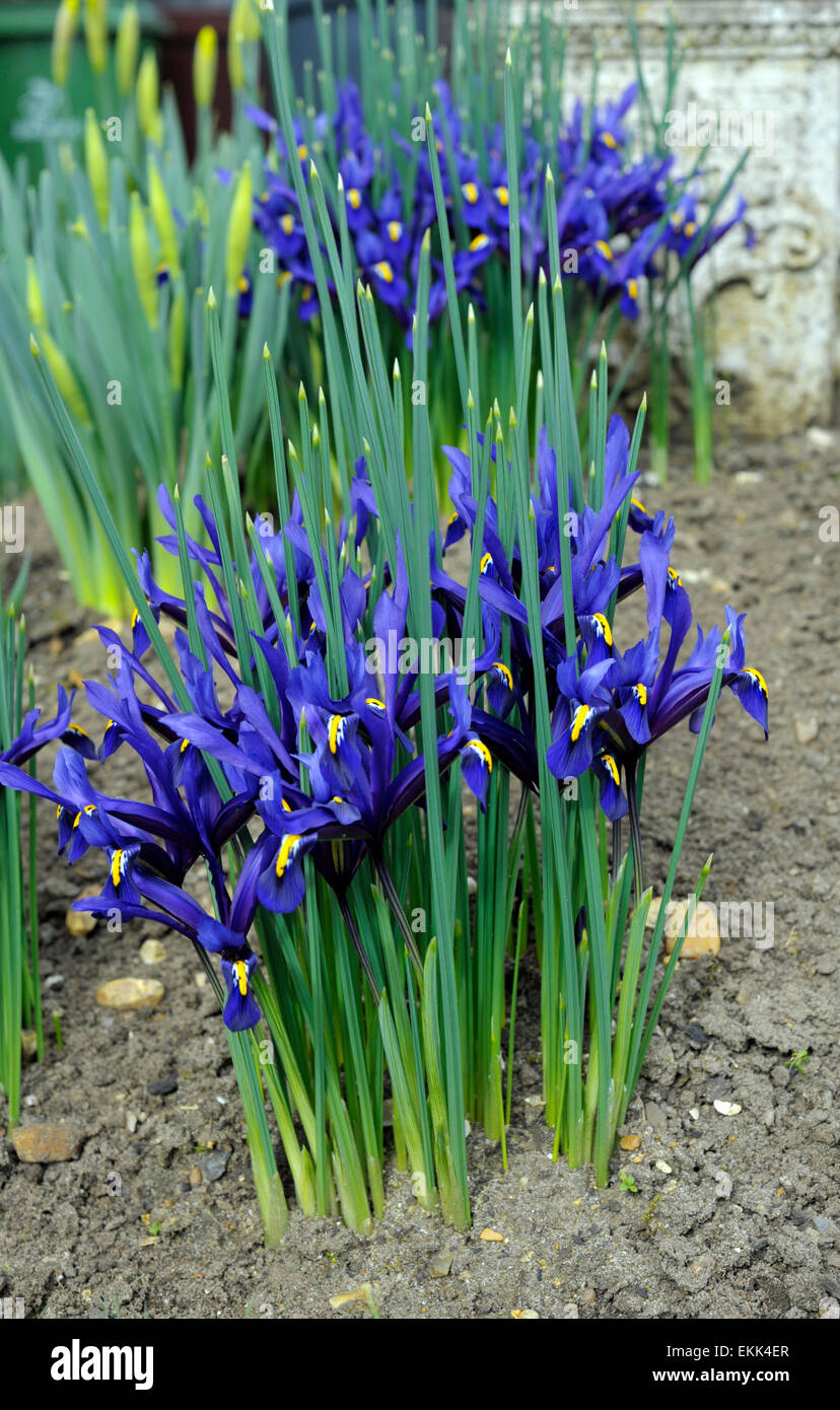 Dwarf iris border hi-res stock photography and images - Alamy