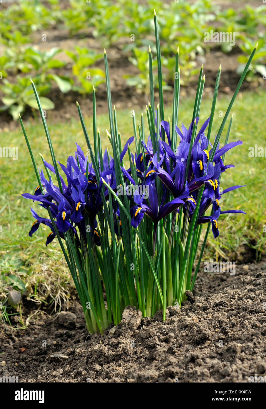 Dwarf iris flowers in a garden border Stock Photo - Alamy