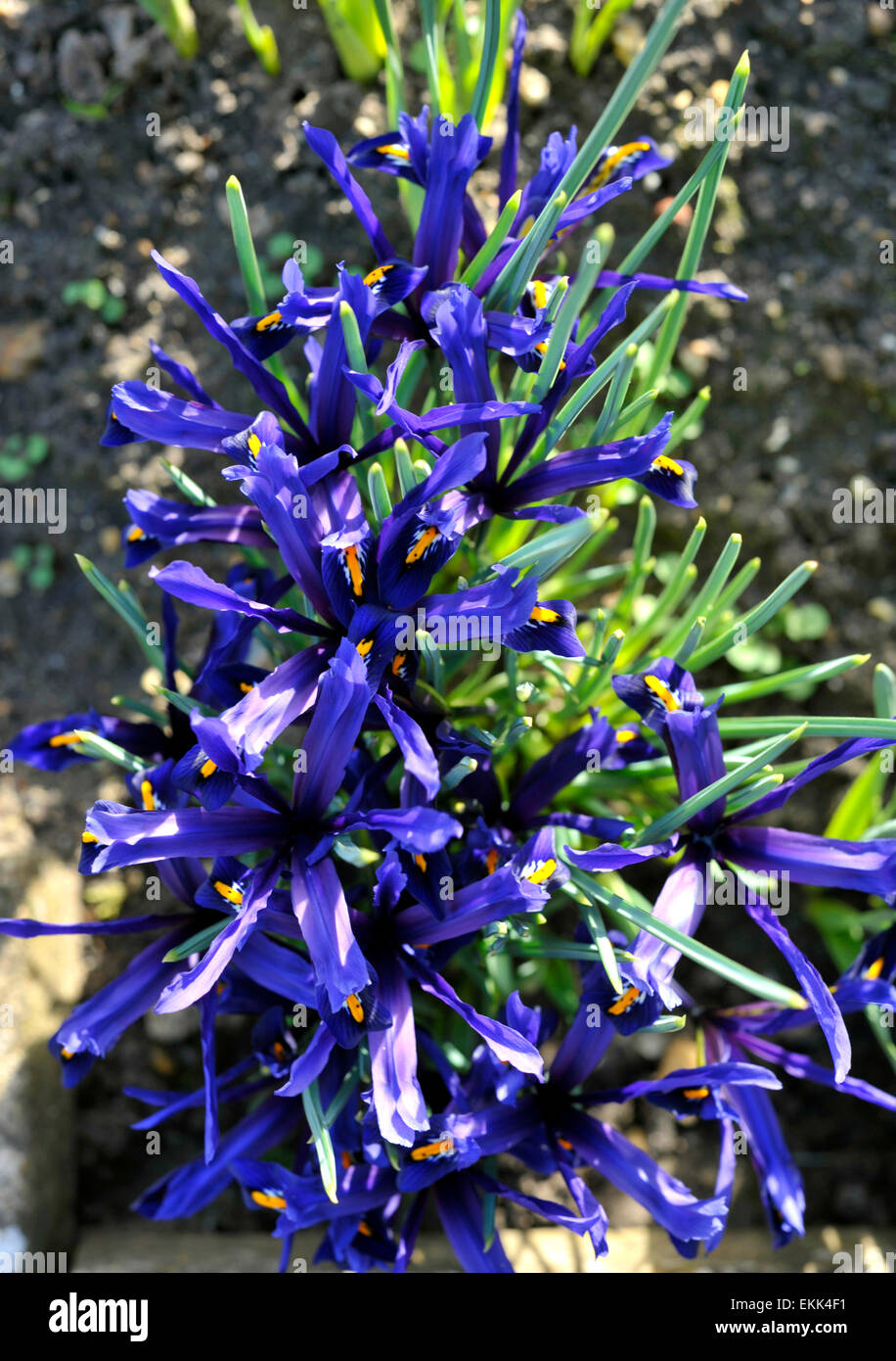 Dwarf iris flowers in a garden border Stock Photo - Alamy