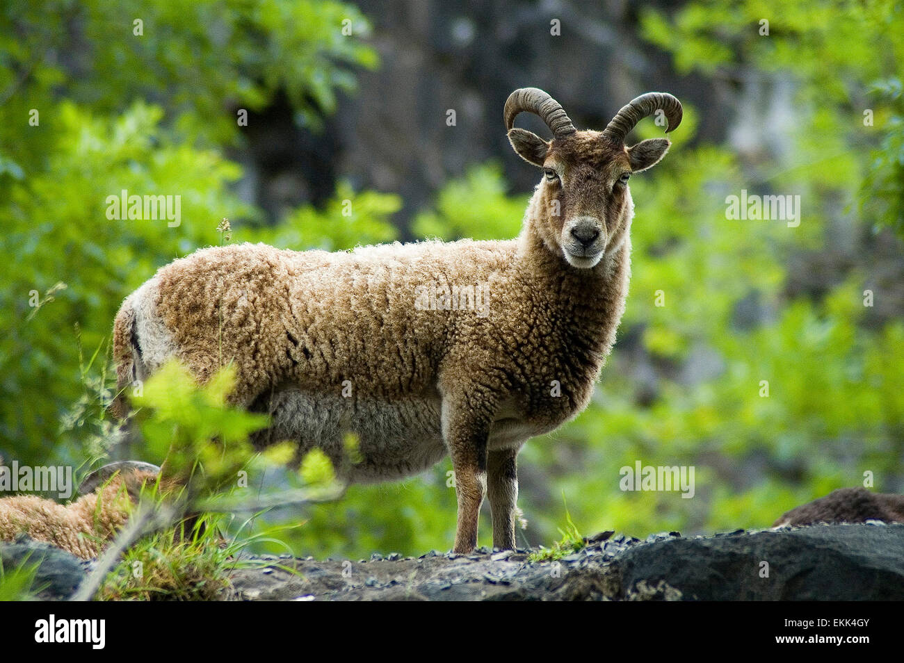 Soay sheep hi-res stock photography and images - Alamy