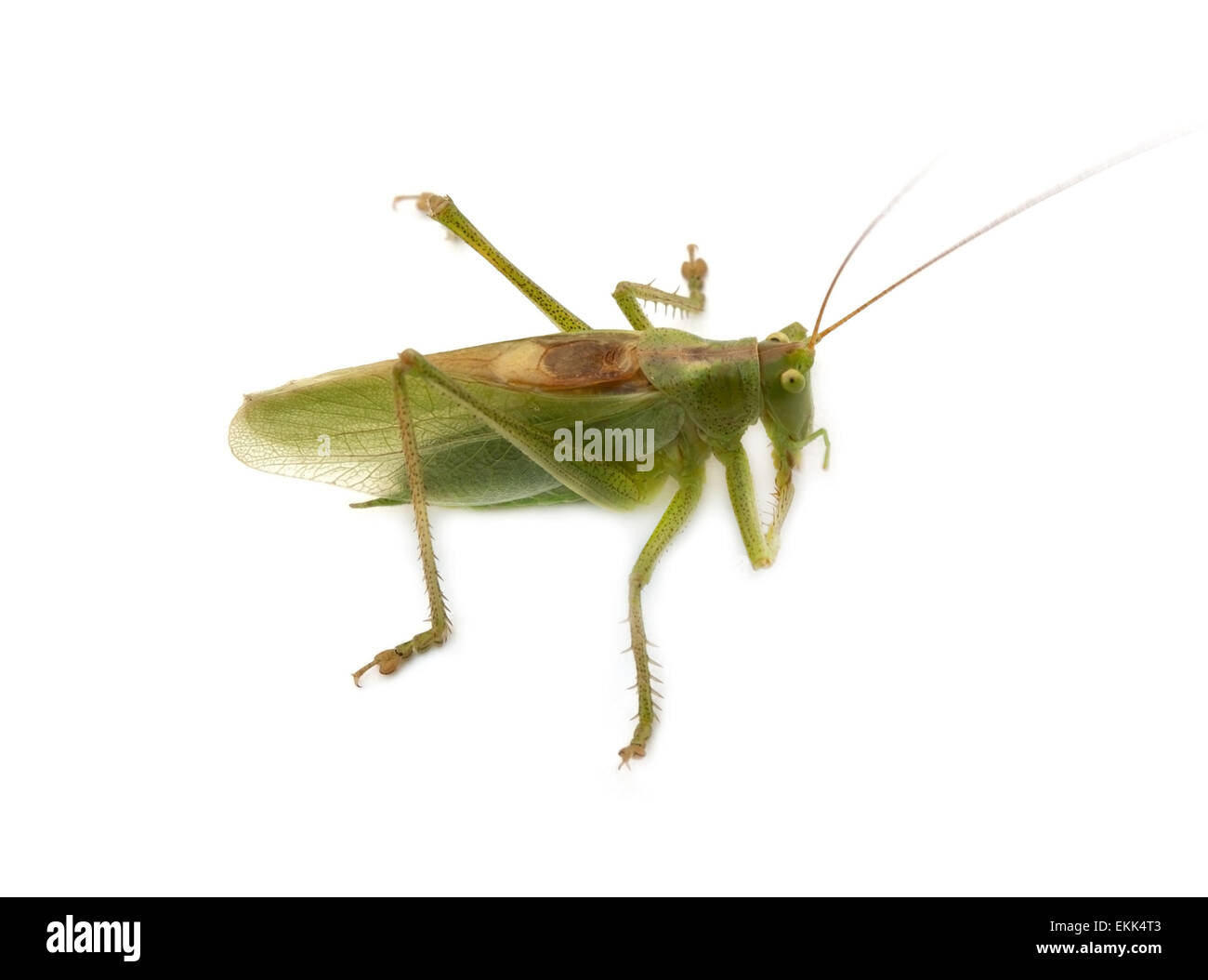 a locust isolated on a white background Stock Photo - Alamy