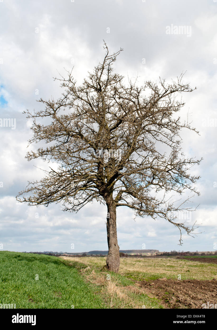 spring tree and blue sky Stock Photo - Alamy