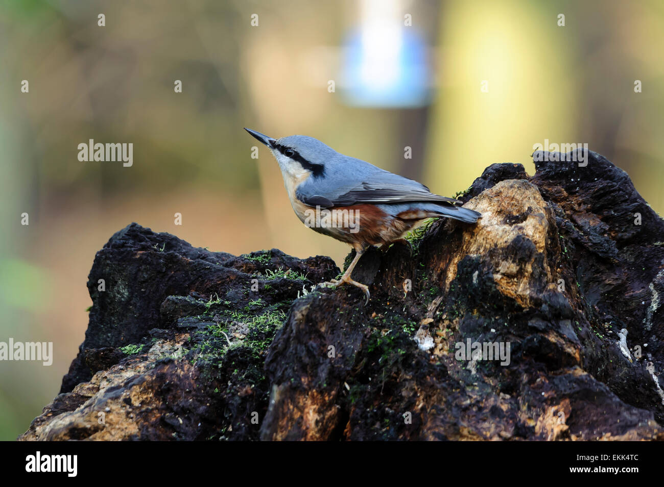 Nuthatch images hi-res stock photography and images - Alamy
