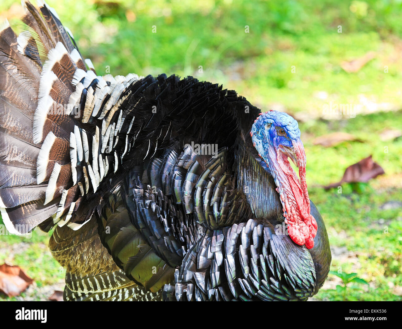 Turkey bird poultry hi-res stock photography and images - Alamy