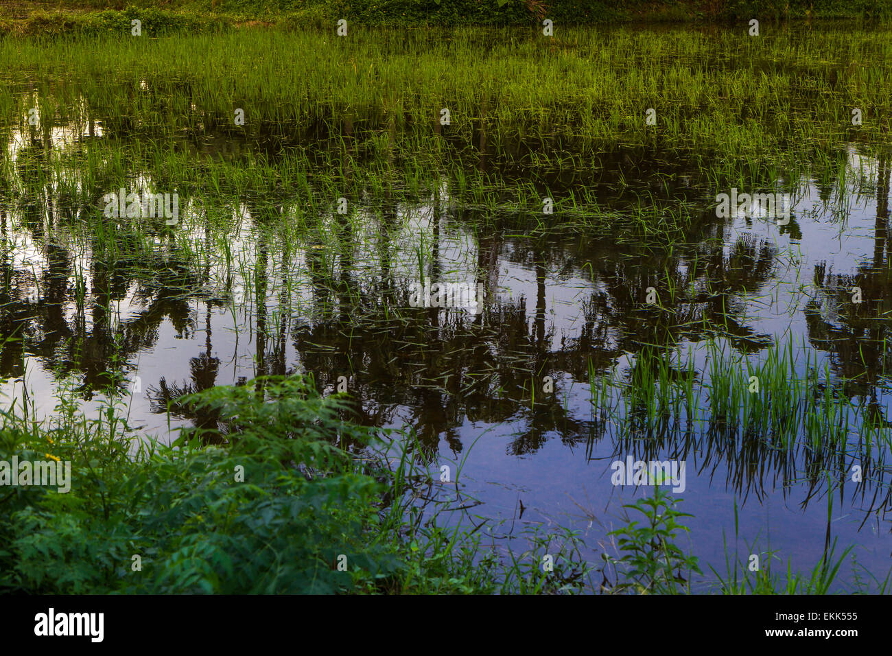 Pond reeds hi-res stock photography and images - Alamy