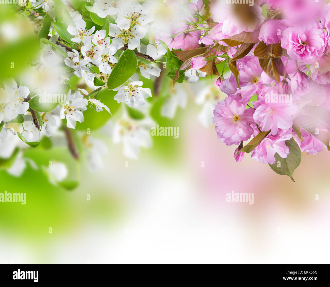 Spring border background with beautiful blossom Stock Photo - Alamy