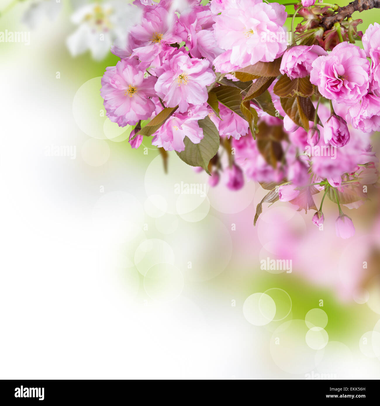 Spring border background with beautiful blossom Stock Photo - Alamy