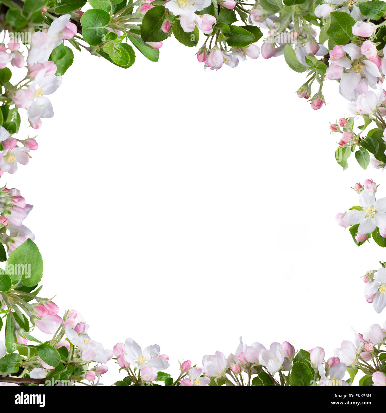 Spring border background with beautiful blossom Stock Photo - Alamy