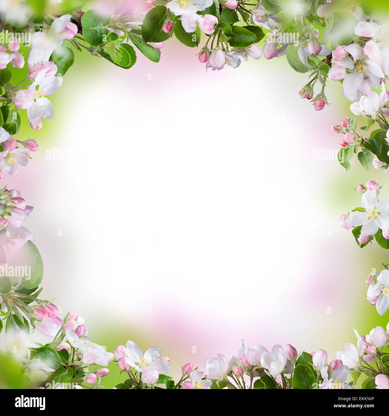 Spring border background with beautiful blossom Stock Photo - Alamy