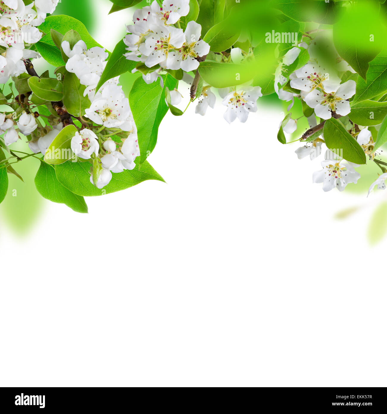 Spring border background with beautiful blossom Stock Photo - Alamy