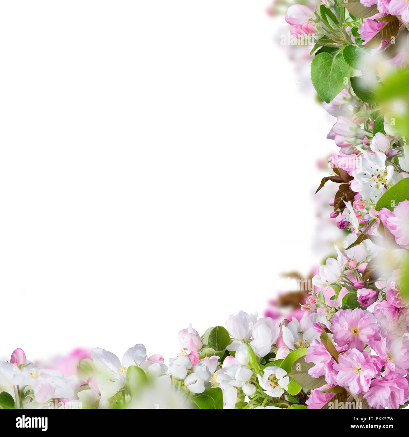 Spring border background with beautiful blossom Stock Photo - Alamy