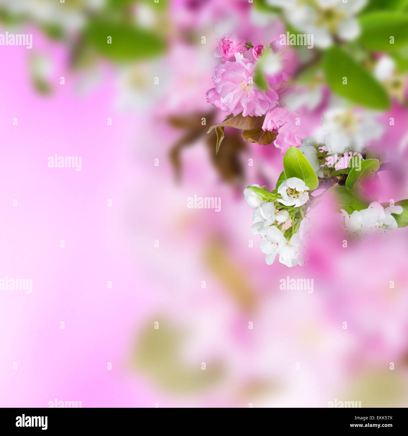 Spring border background with beautiful blossom Stock Photo - Alamy