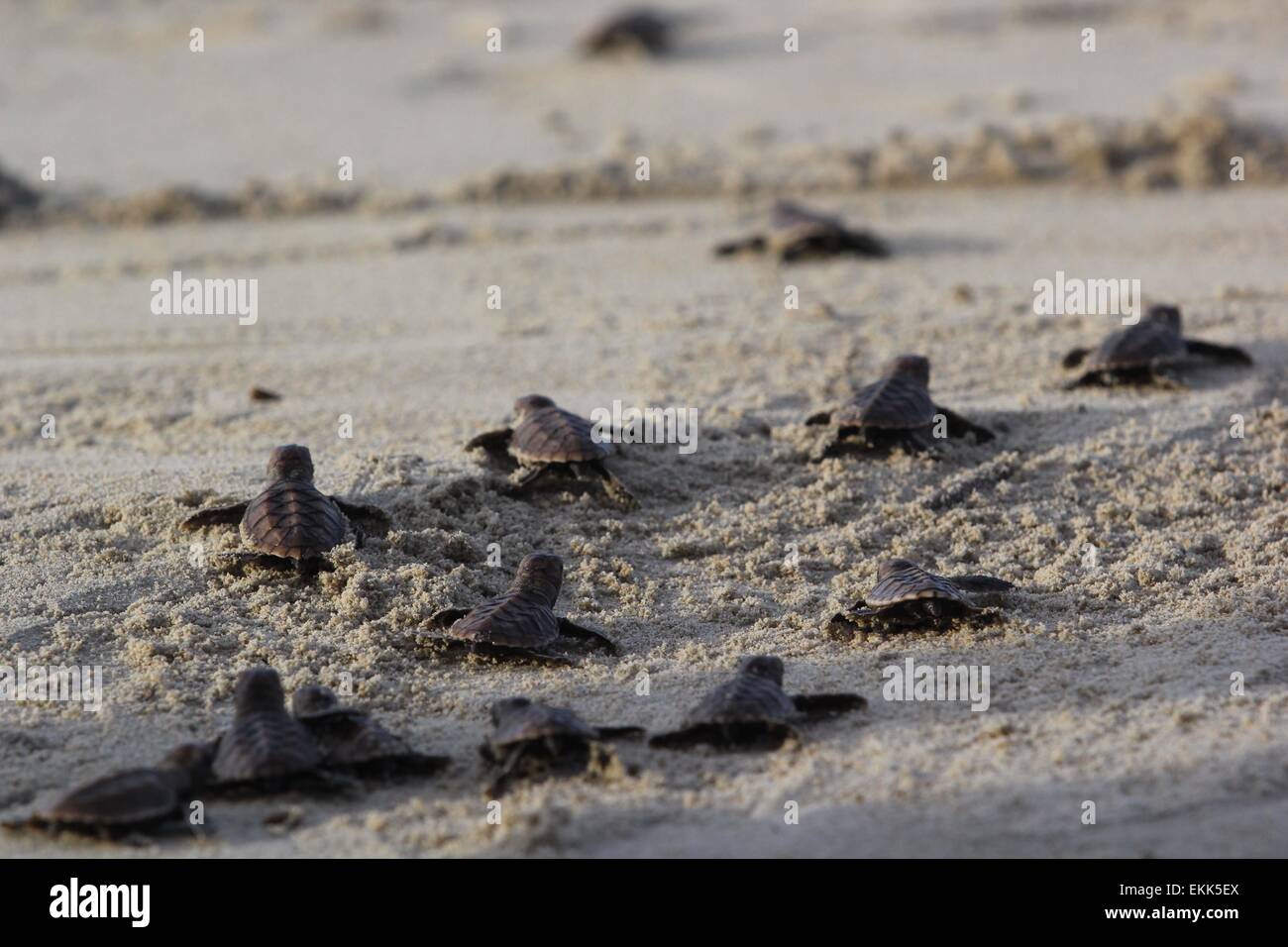 Bintan, Riau Islands, Indonesia. 10th Apr, 2015. BINTAN, INDONESIA ...