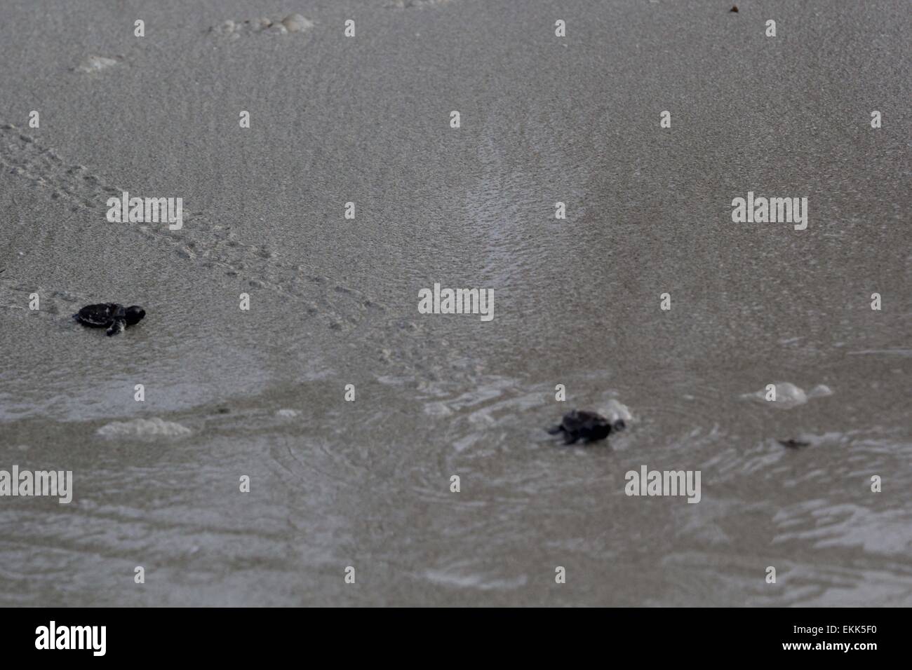 Bintan, Riau Islands, Indonesia. 10th Apr, 2015. BINTAN, INDONESIA ...