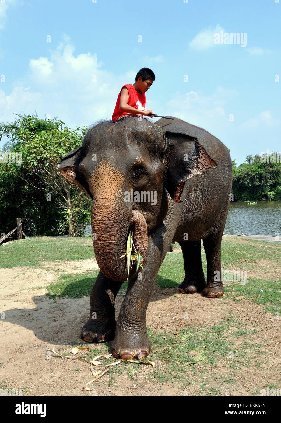 Ayutthaya, Thailand: Young Thai boy sitting atop an elephant eating a ...