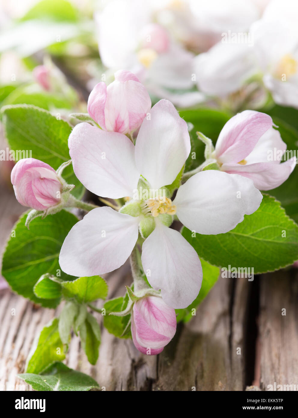 Spring blossoms border hi-res stock photography and images - Alamy