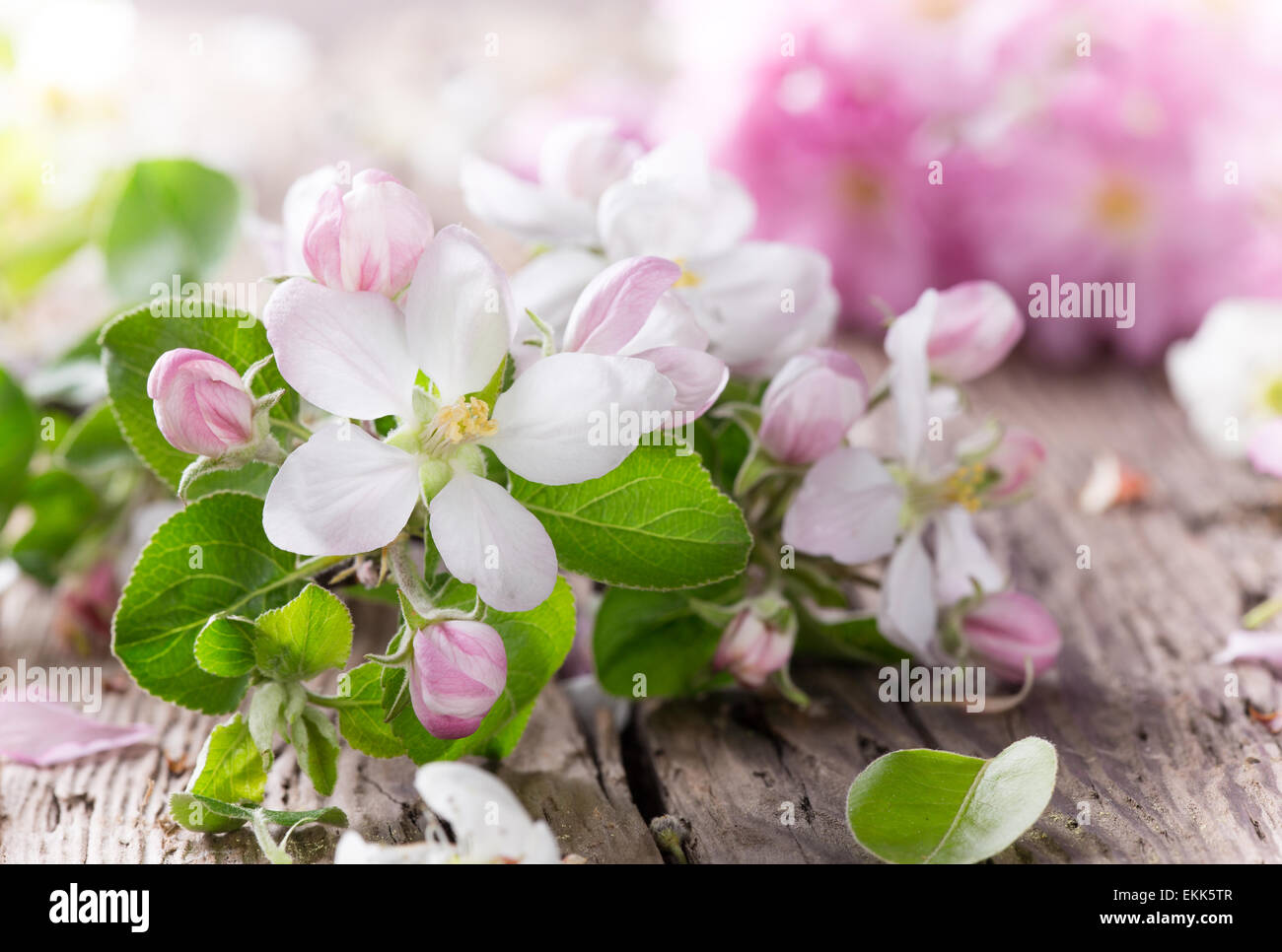 Spring background with beautiful blossoms Stock Photo - Alamy