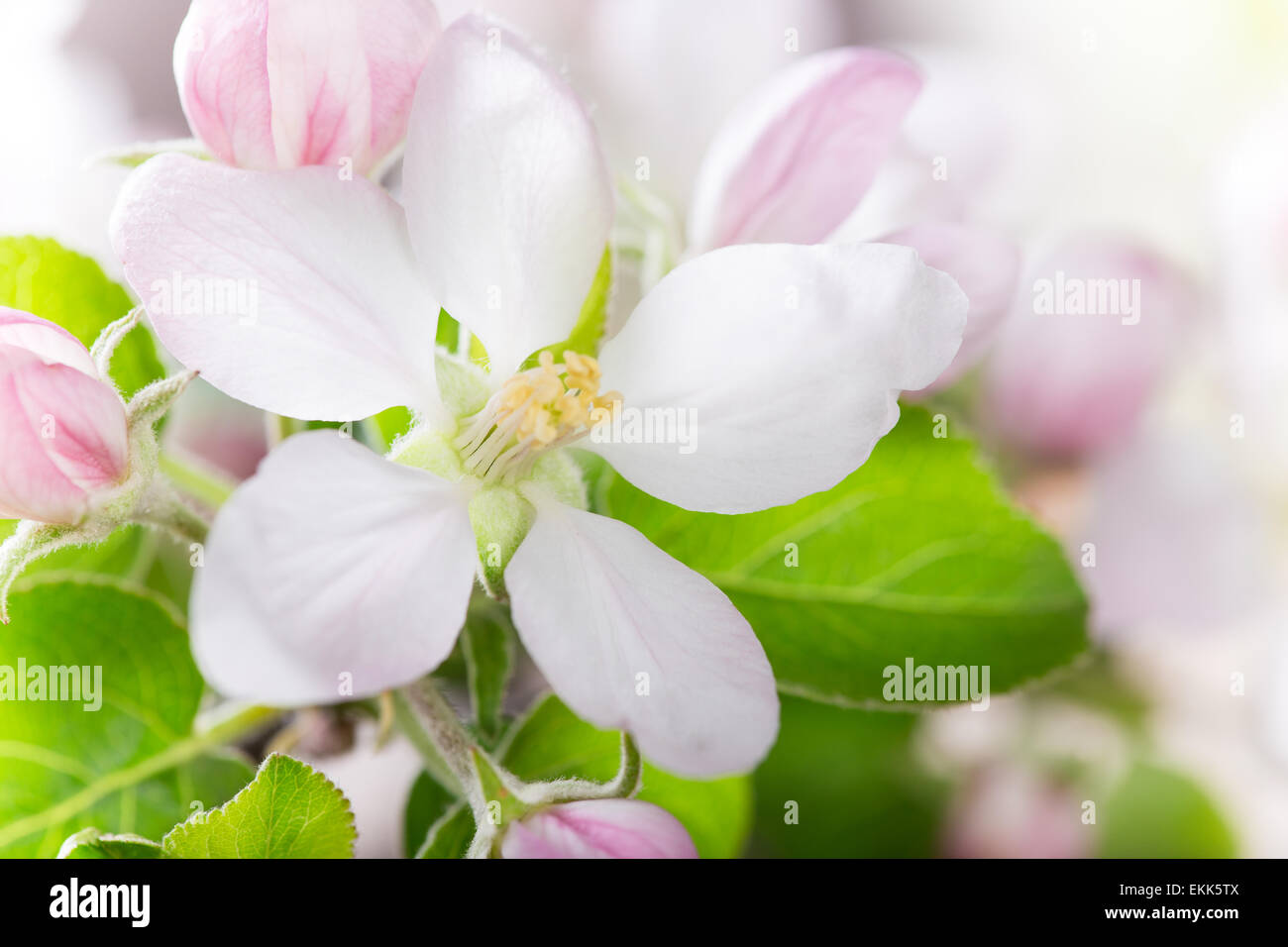 Spring background with beautiful blossoms Stock Photo - Alamy