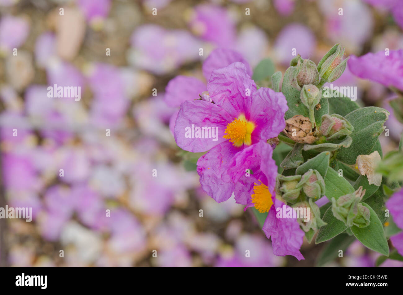 Grey-leaved Cistus, Cistus albidus, Andalusia, Spain Stock Photo - Alamy