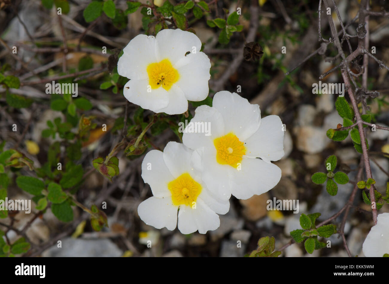 Leaved cistus hi-res stock photography and images - Alamy