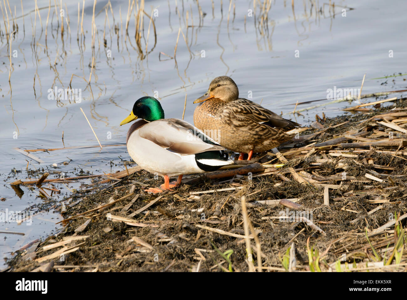 Big british duck hi-res stock photography and images - Alamy