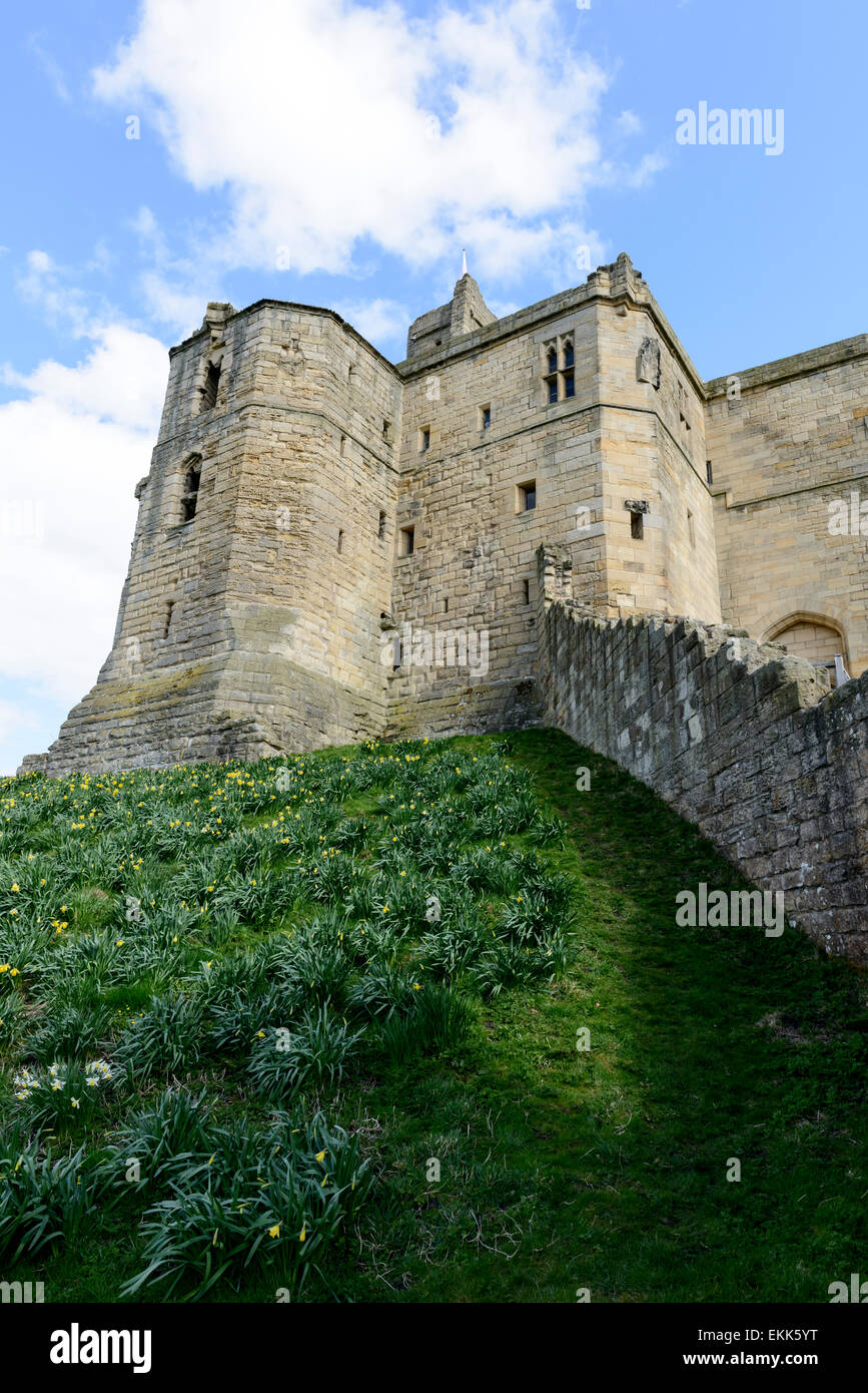 Warkworth castle daffodil hi-res stock photography and images - Alamy