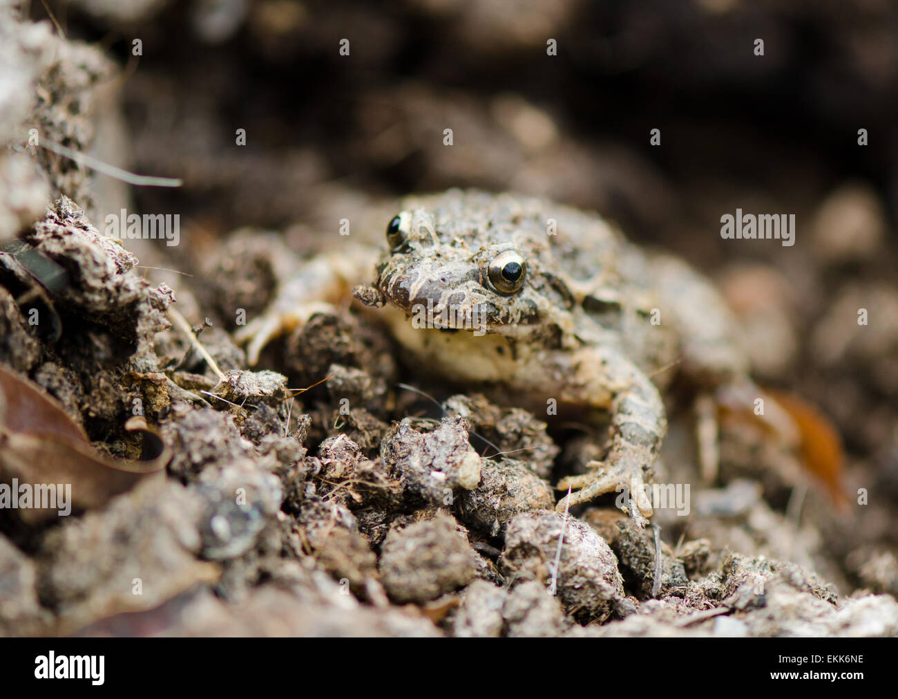 Discoglossus jeanneae hi-res stock photography and images - Alamy