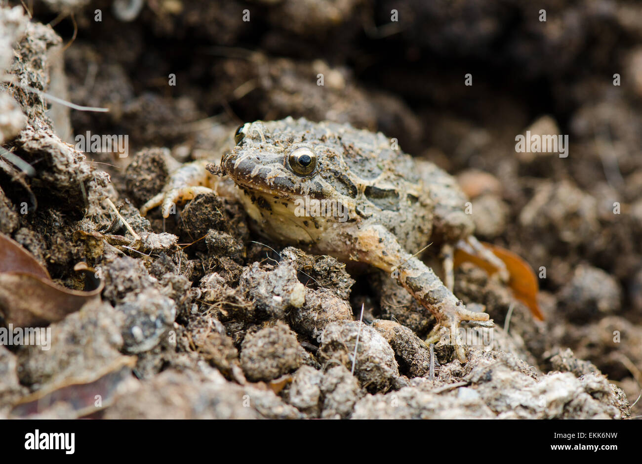 Iberian painted frog, Discoglossus galganoi, Andalusia, Spain Stock ...