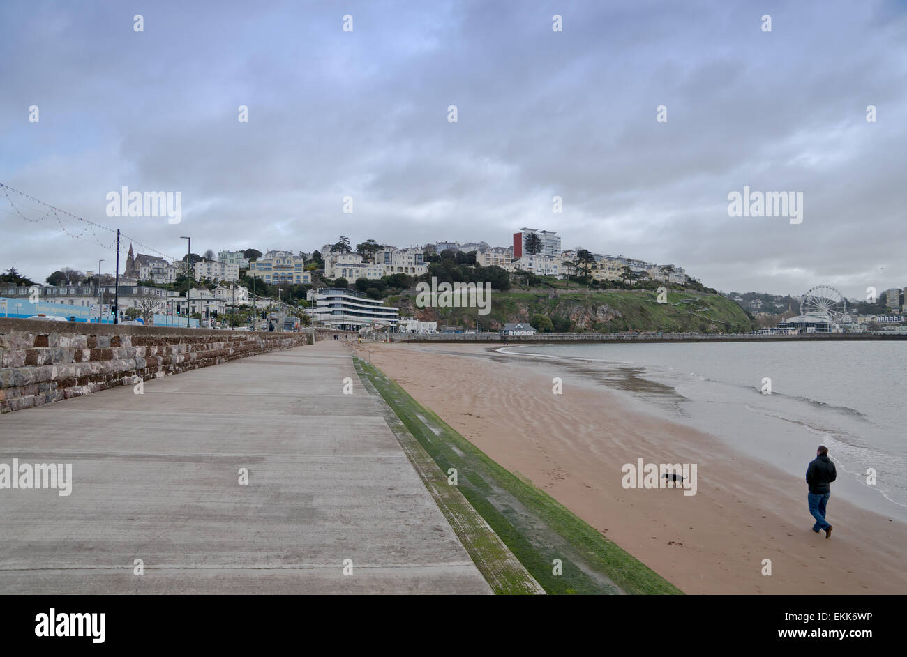 A man walking his dog on Torbay beach Devon Stock Photo - Alamy