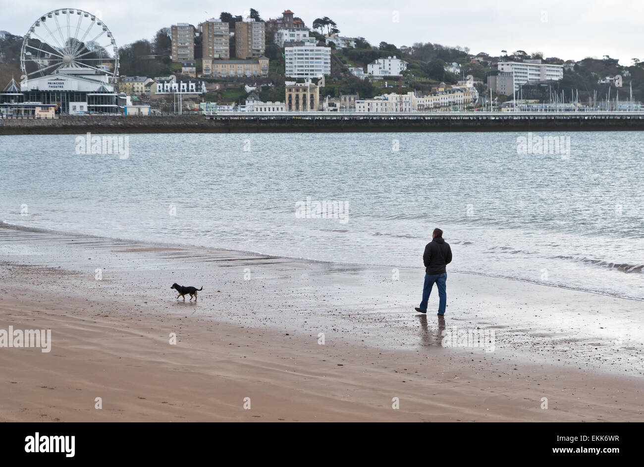 A man walking his dog on Torbay beach Devon Stock Photo - Alamy