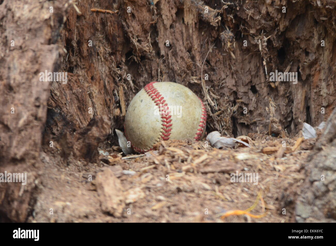 Ball in tree hollow hi-res stock photography and images - Alamy