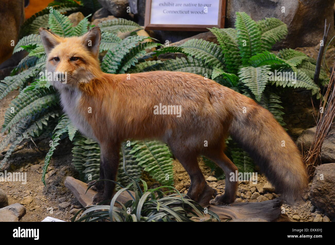 Taxidermy fox hi-res stock photography and images - Alamy