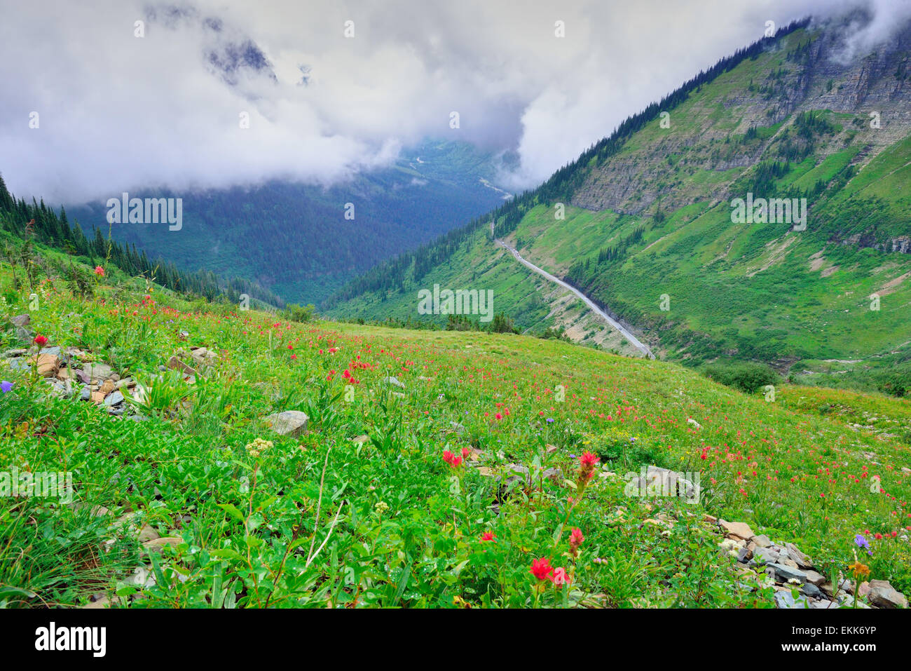 high alpine tundra flowers and a road in heavy fog in glacier national ...