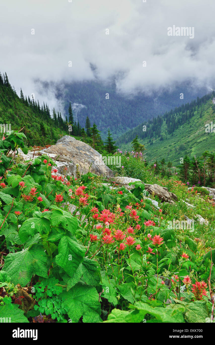 high alpine tundra red flowers and heavy fog in summer Stock Photo - Alamy