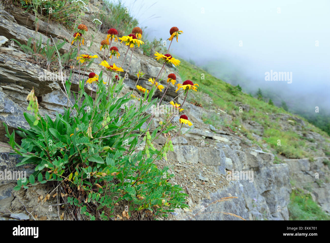 high alpine tundra flowers growing on the rock in glacier national park ...
