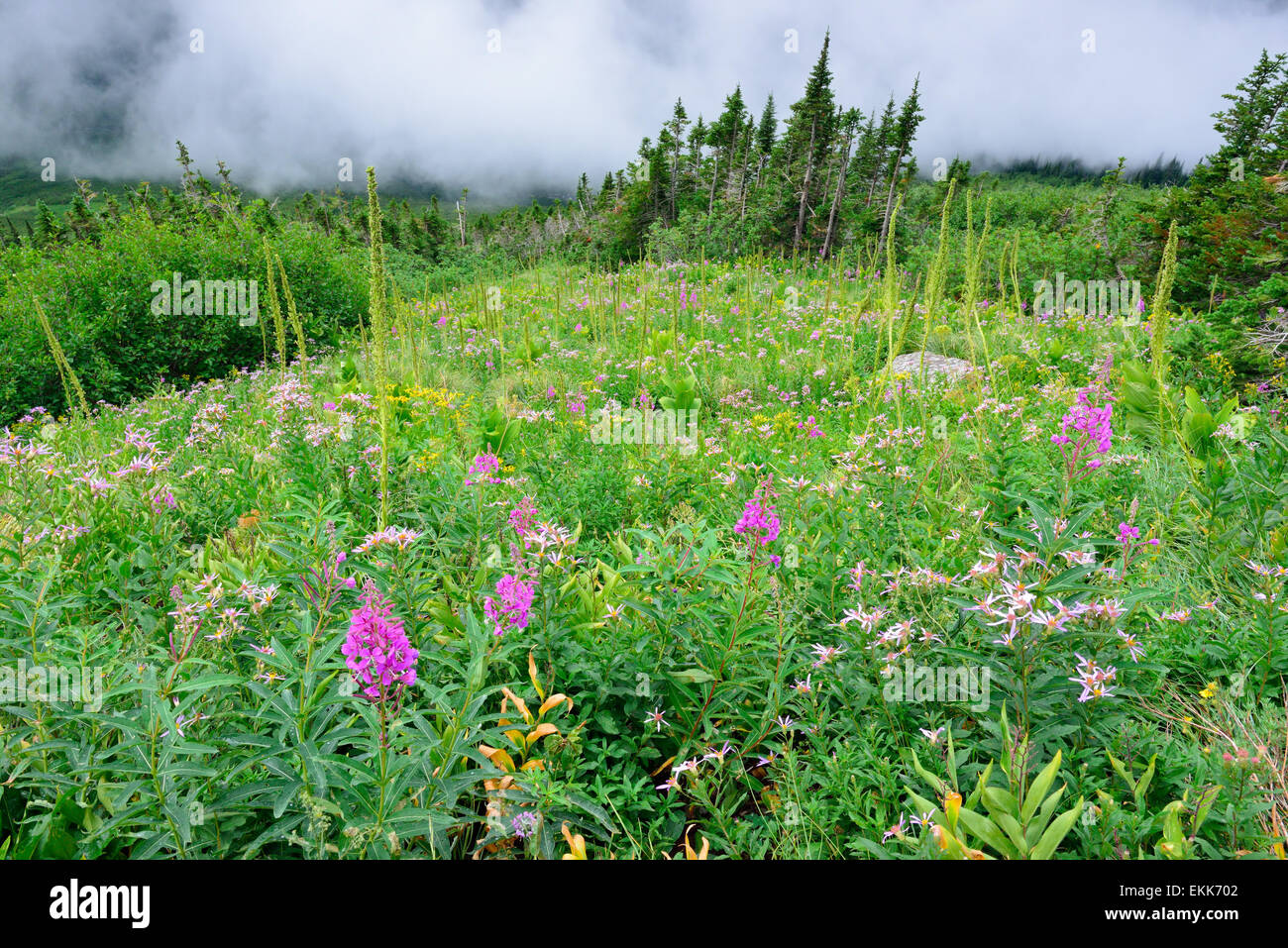 Alpine Tundra Landscape High Resolution Stock Photography and Images ...