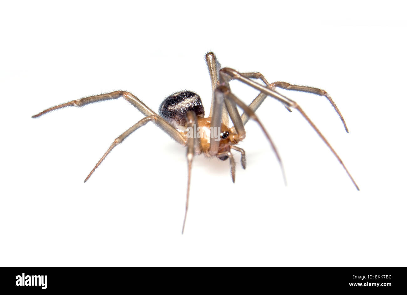 Brown spider with shadow on white background Stock Photo - Alamy