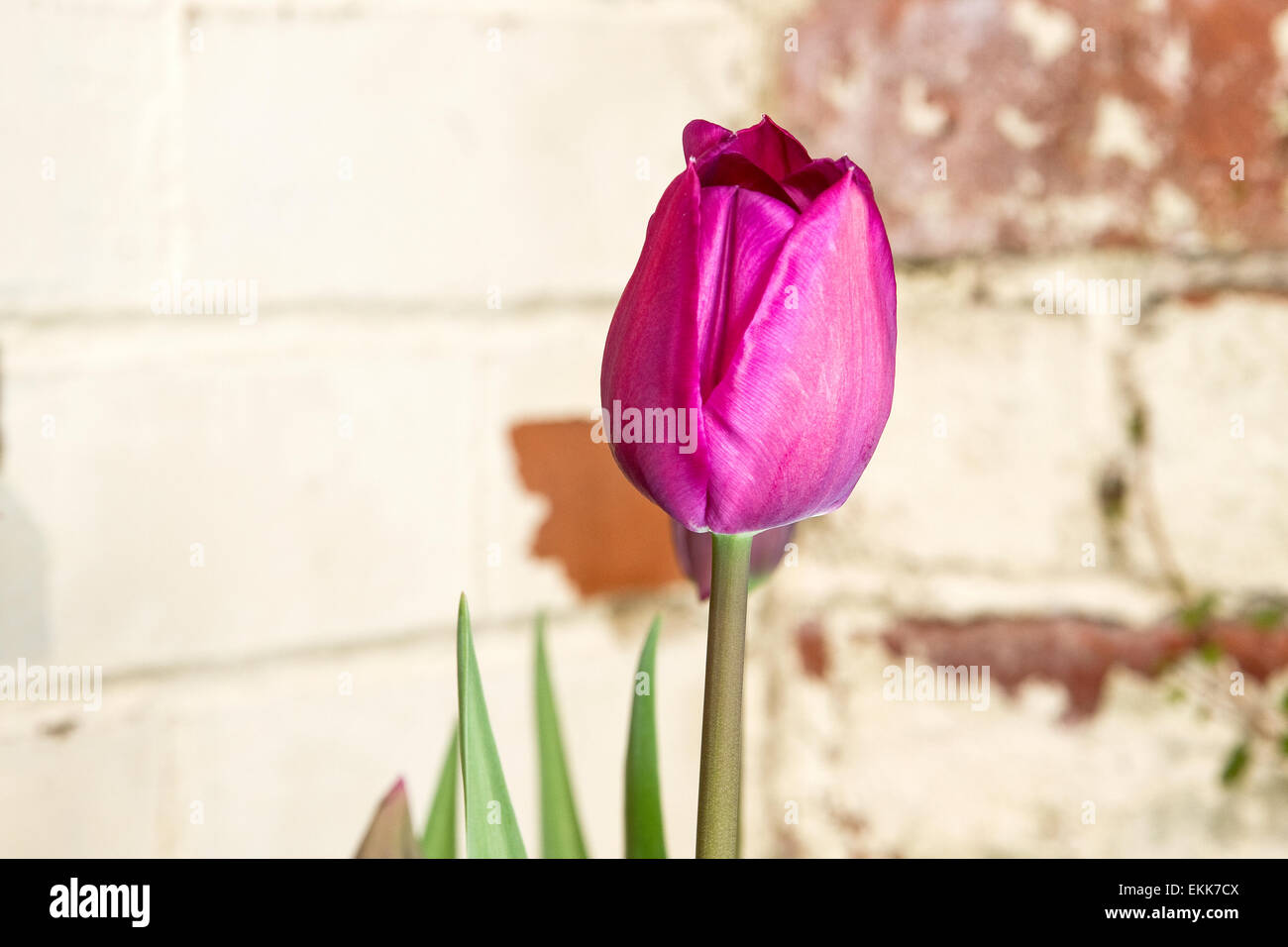 Tulip in profile hi-res stock photography and images - Alamy