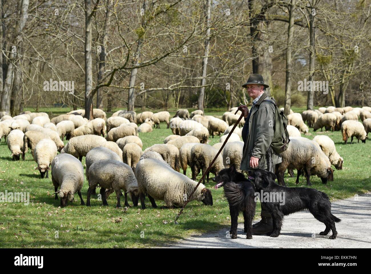 Kassel, Germany. 10th Apr, 2015. Shepherd Frank Ploetzer lets his sheep ...