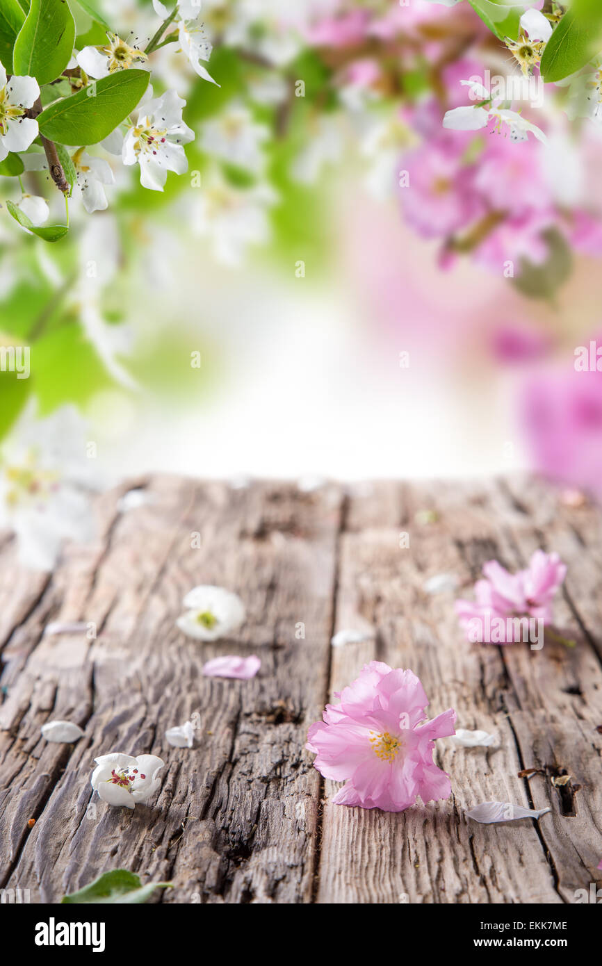 Spring border background with beautiful blossom Stock Photo - Alamy