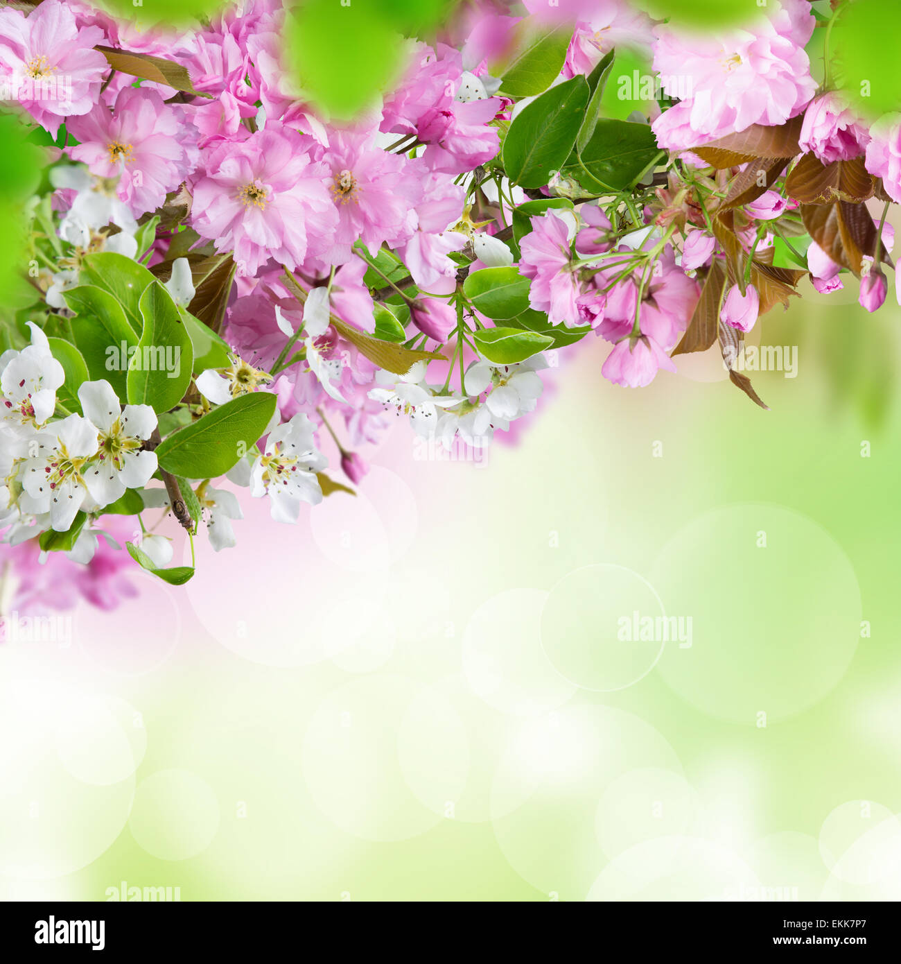 Spring border background with beautiful blossom Stock Photo - Alamy