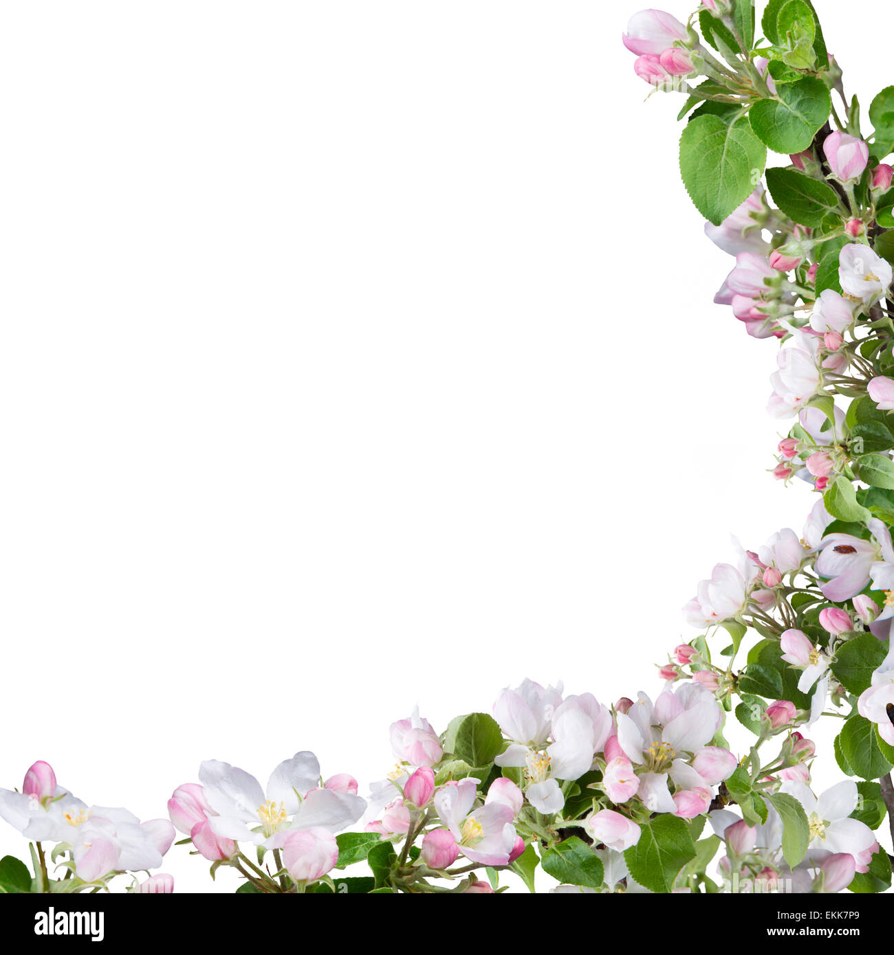 Spring border background with beautiful blossom Stock Photo - Alamy