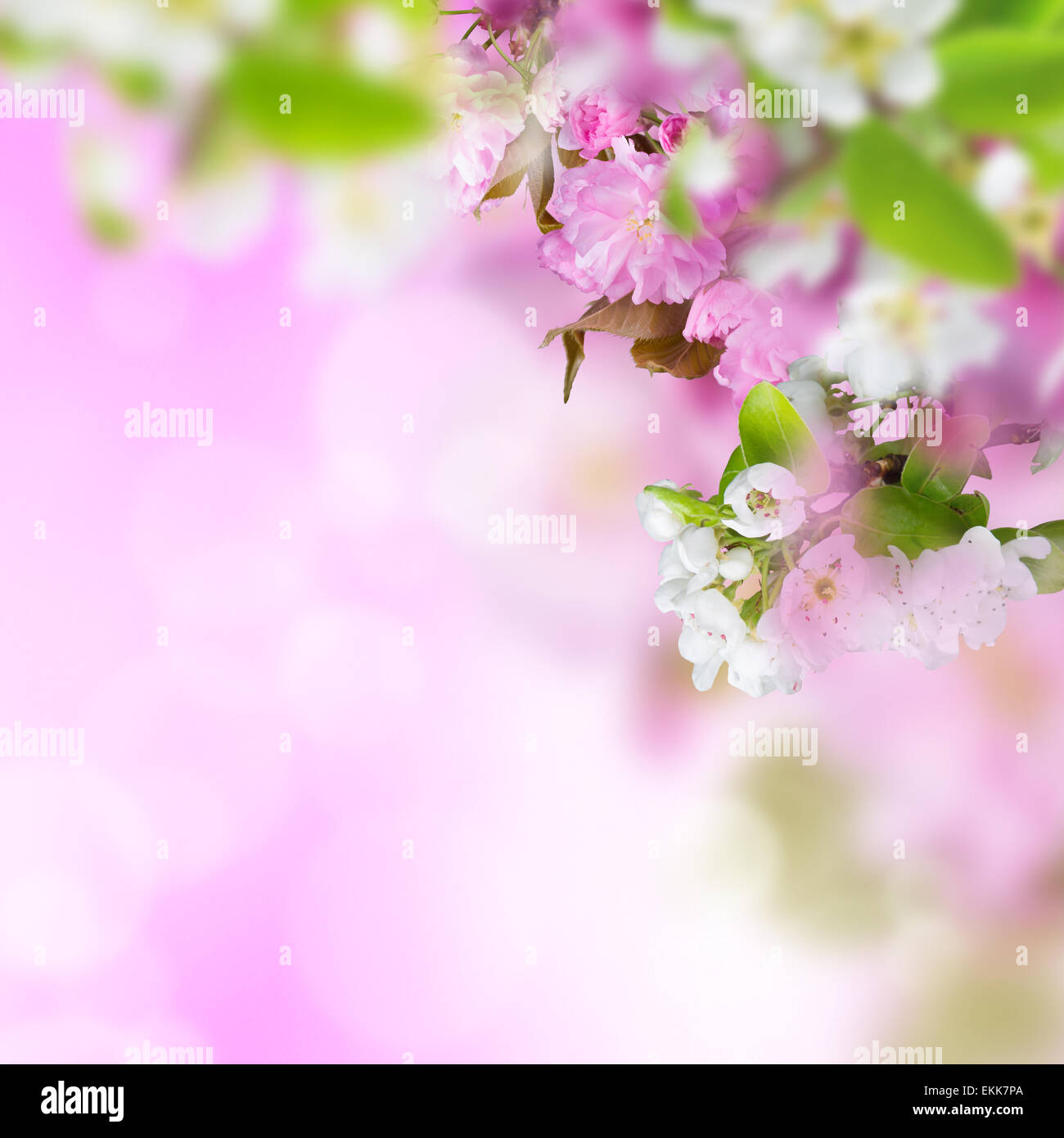 Spring border background with beautiful blossom Stock Photo - Alamy