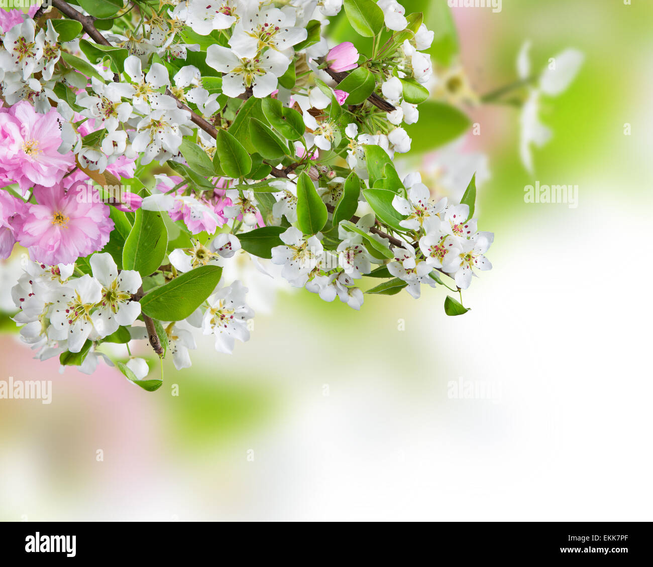 Spring border background with beautiful blossom Stock Photo - Alamy